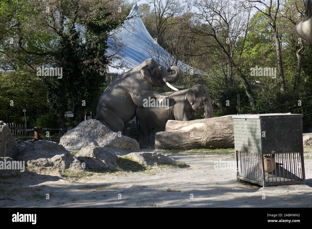 Elephants mating hi-res stock photography and images - Alamy