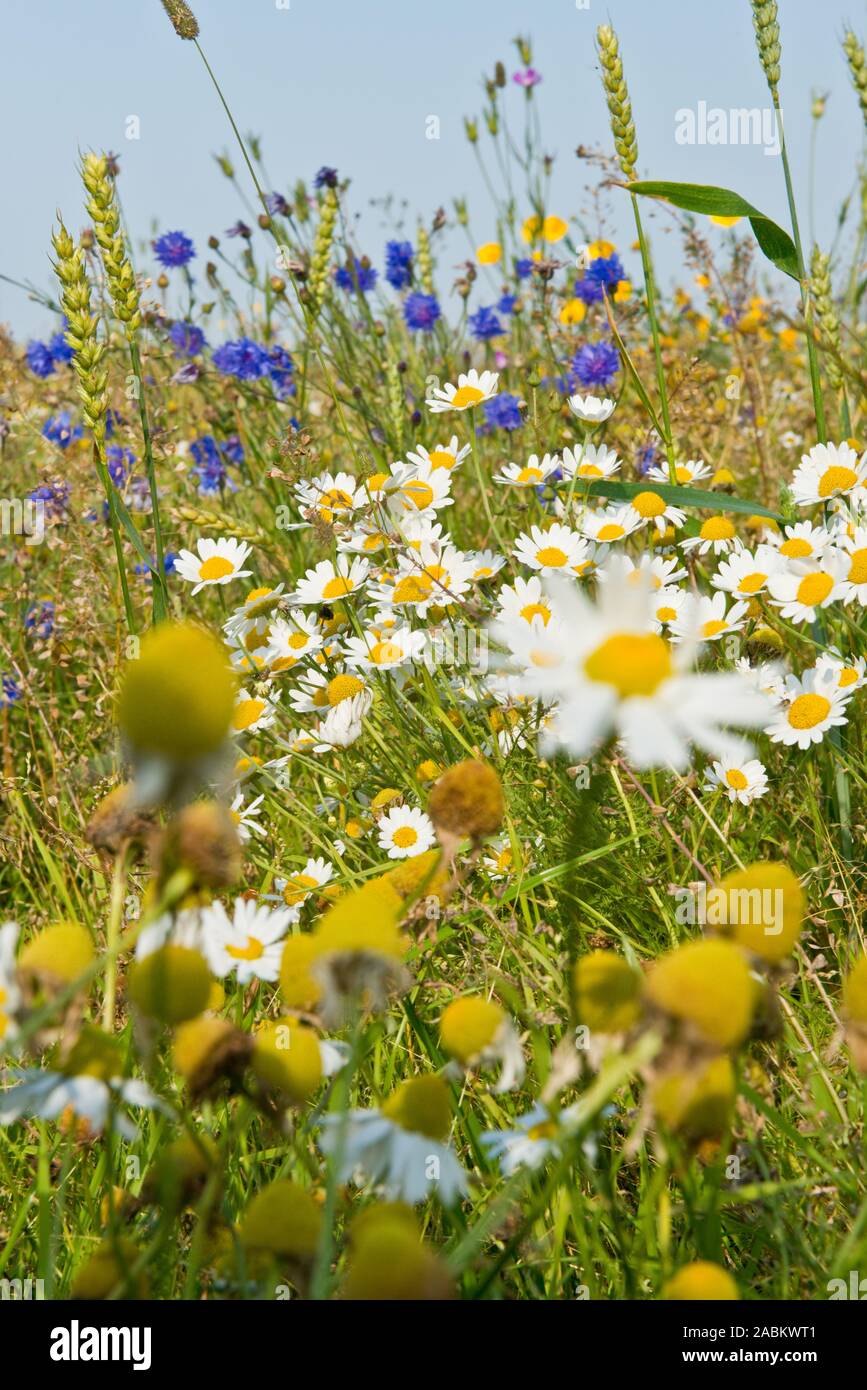 Wild flowers growing along edge of wheat field, East Lothian, Scotland ...