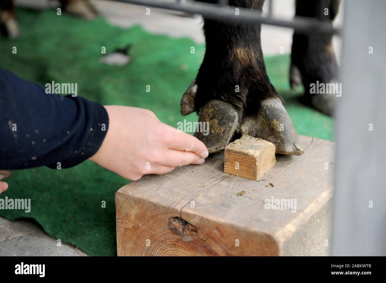 An animal keeper checks the hooves of the Takin in the zoo Hellabrunn ...