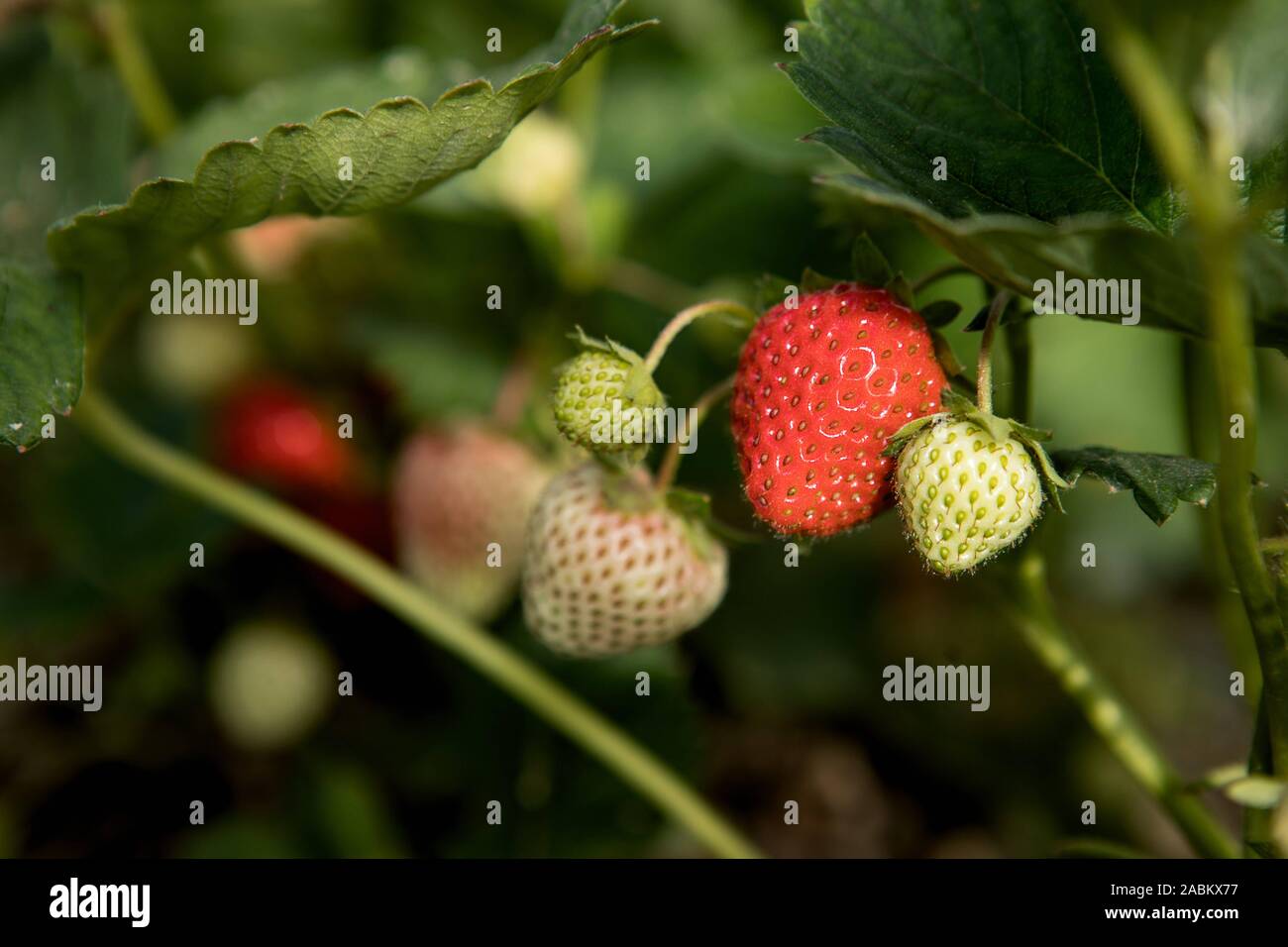 Strawberries in the fields at Geiselhöring. [automated translation ...