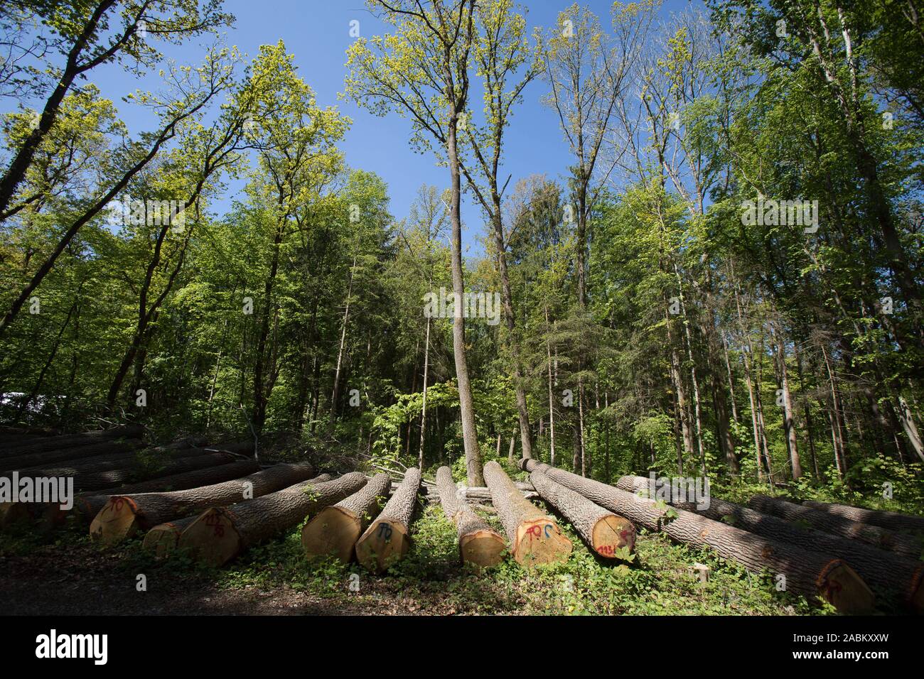 E forest 2019 hi-res stock photography and images - Alamy