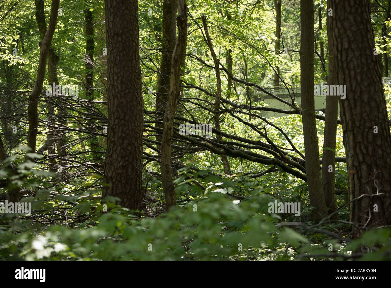 Project "Hermits" in the monastery forest Maria Eich in Planegg. In ...