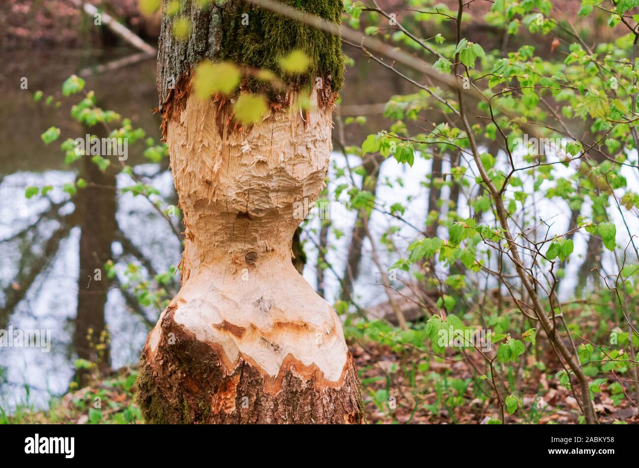beaver gnawed the trunk of a tree, a tree on the lake eaten by a beaver ...