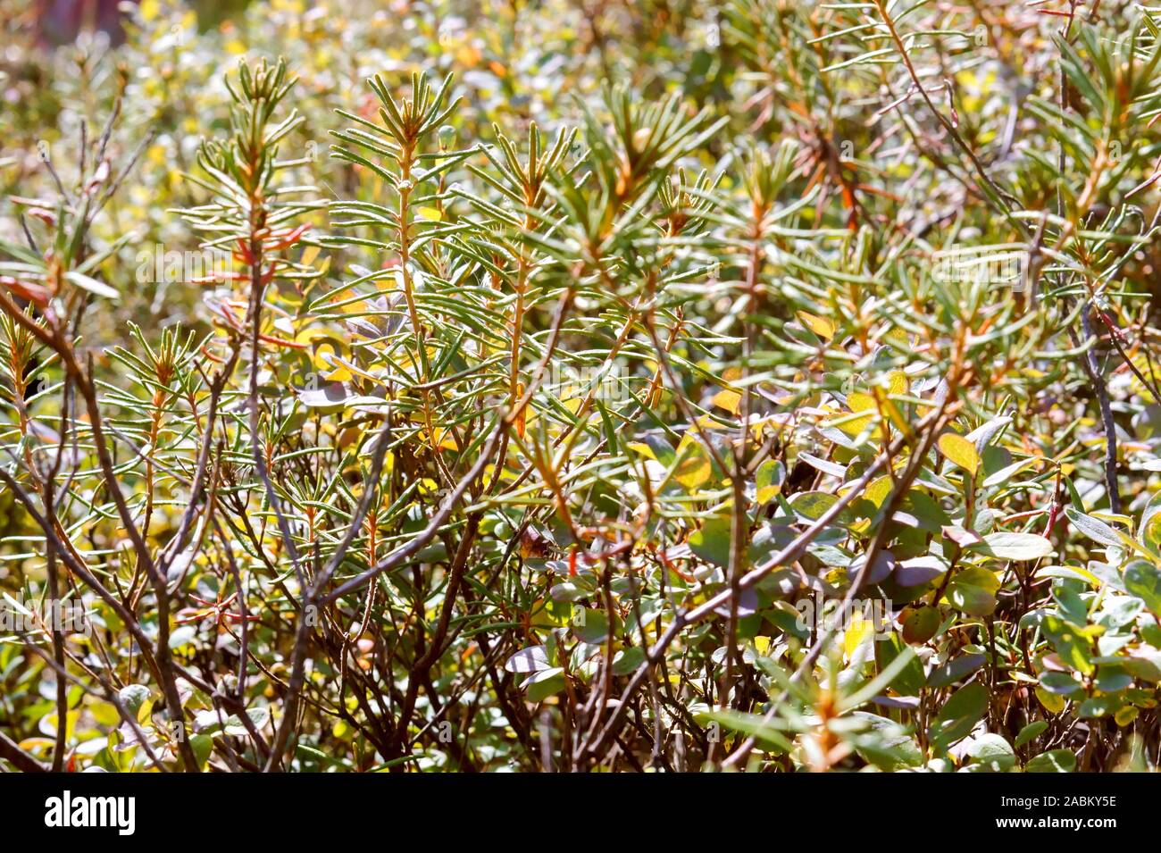 Labrador Tea Plant High Resolution Stock Photography and Images - Alamy