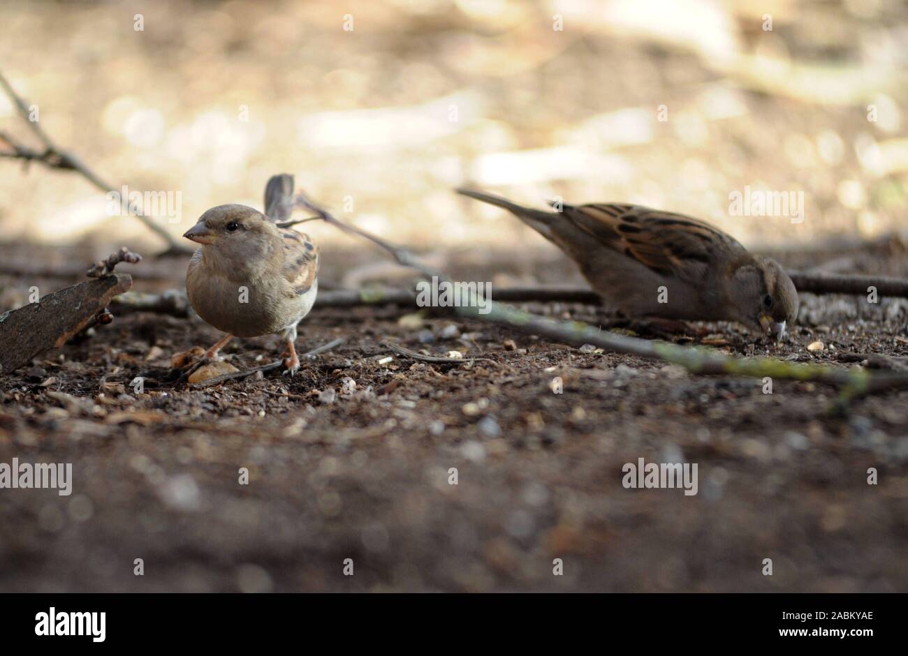 House sparrows in Munich Neuperlach. [automated translation] Stock ...