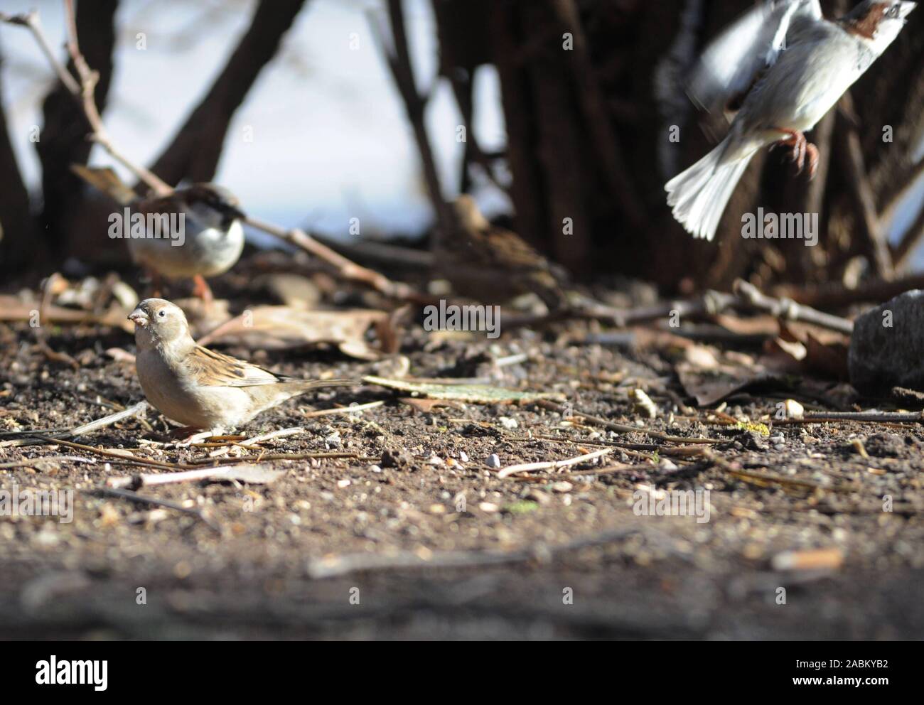 House sparrows in Munich Neuperlach. [automated translation] Stock ...