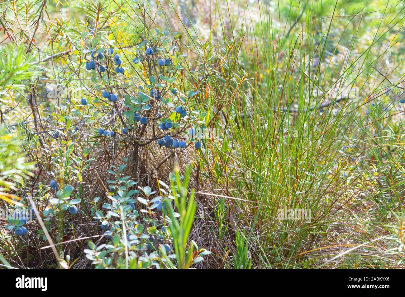 blueberries in the swamp, riding swamp, scenic swamp and berries Stock ...