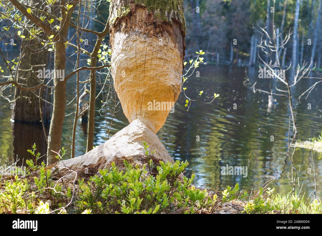 beaver gnawed the trunk of a tree, a tree on the lake eaten by a beaver ...