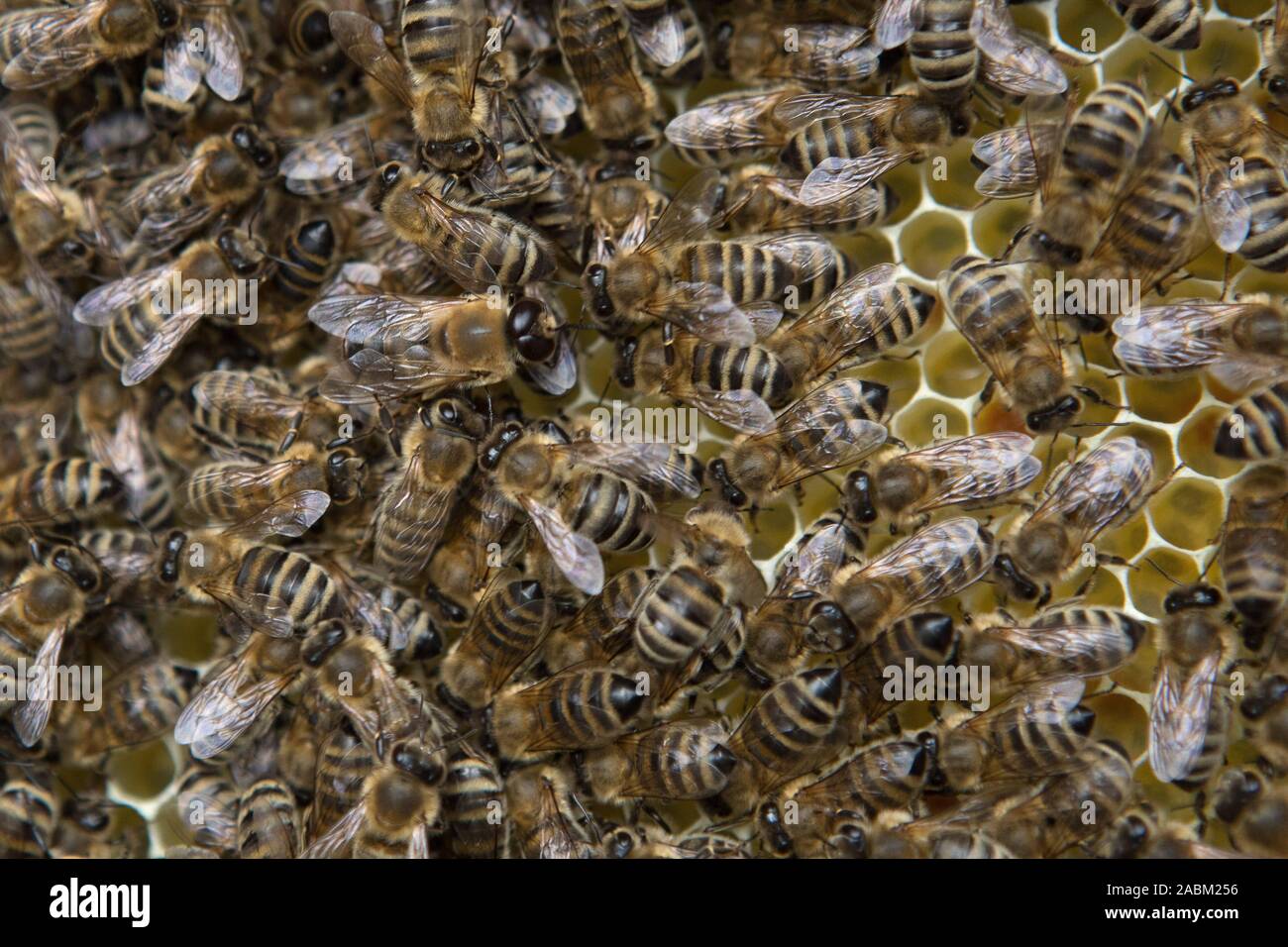 Bees on the frame from the beehive on the premises of the Lochhausen ...