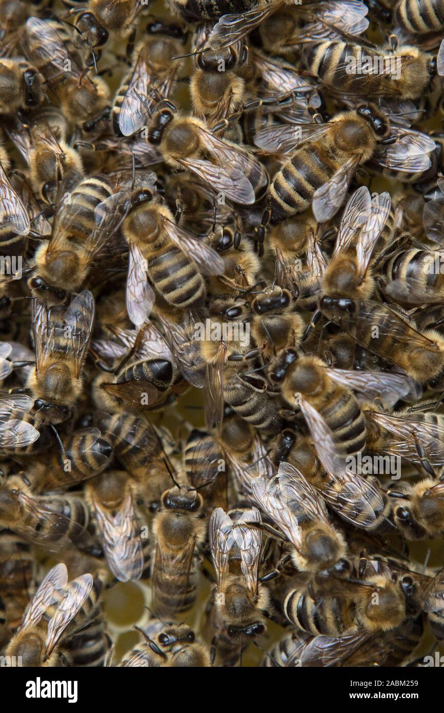 Bees on the frame from the beehive on the premises of the Lochhausen ...