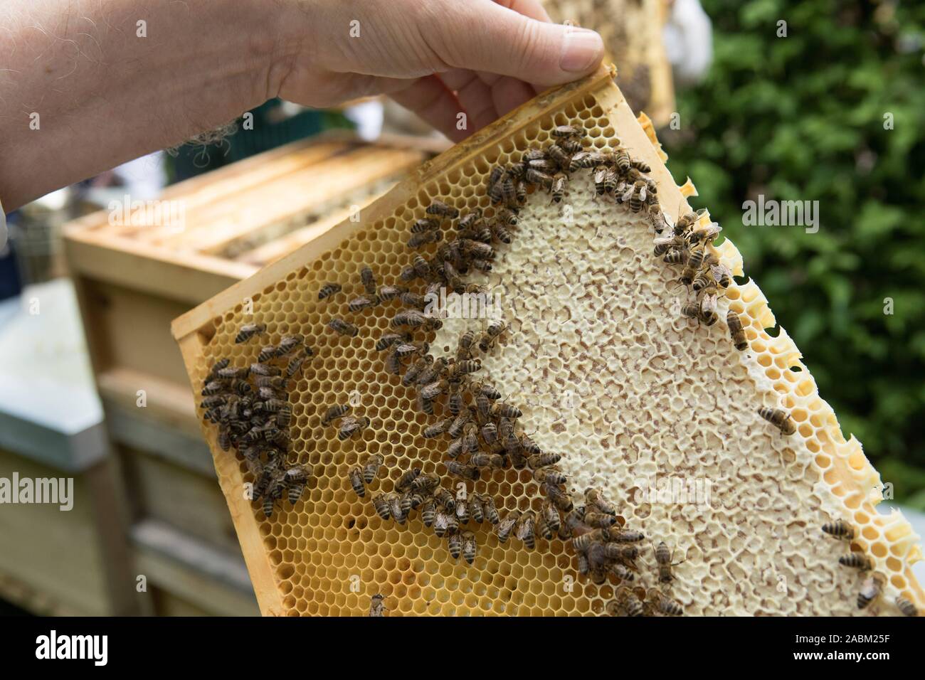 Frame with bees on the premises of the Lochhausen beekeeping ...