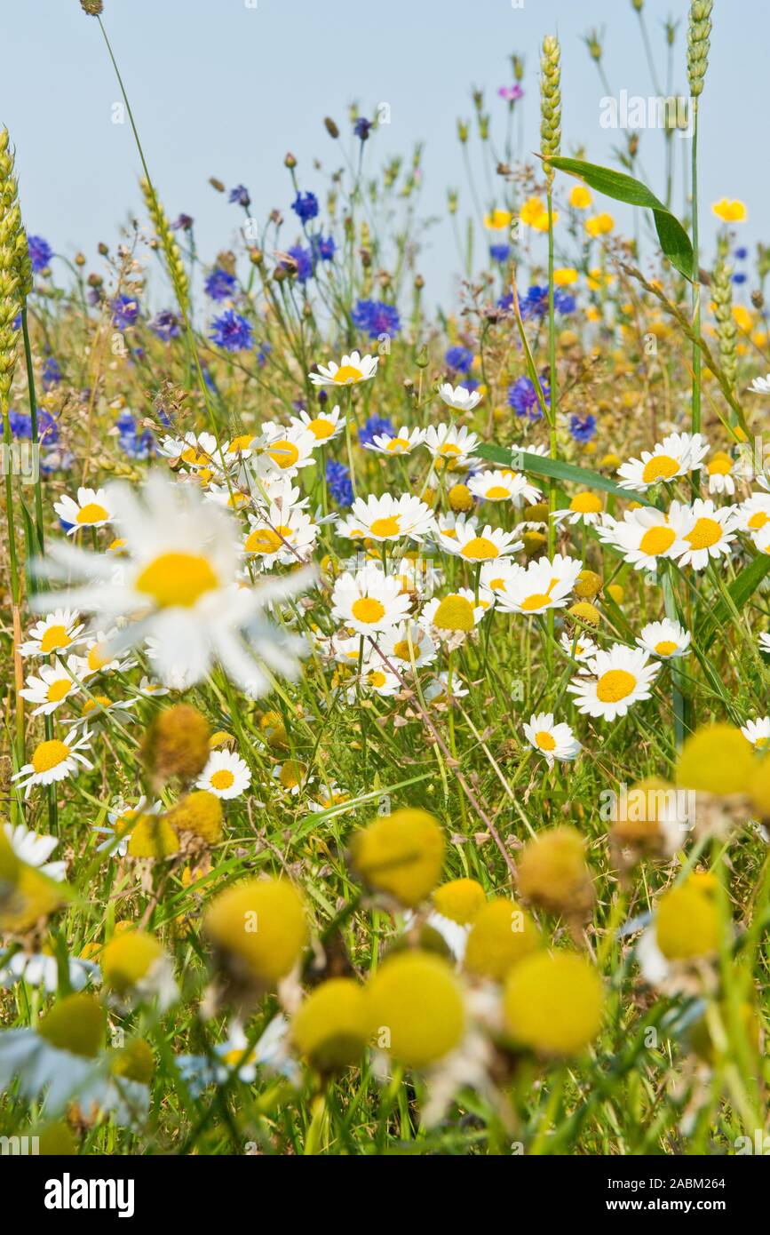 Scottish wild flower hi-res stock photography and images - Alamy