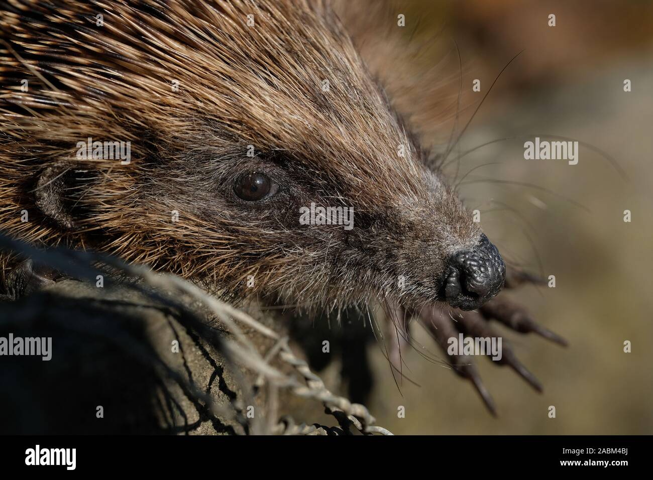 Hedgehog portrait. Searching for food late in the year in house garden ...