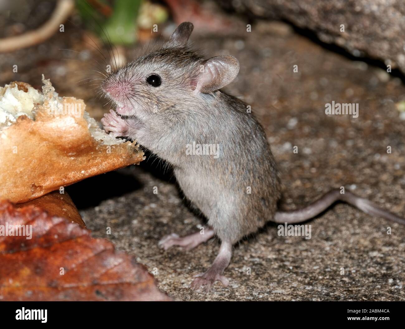 Cat eat mouse hi-res stock photography and images - Alamy