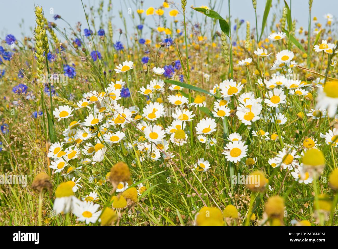 Wild scottish flowers east lothian hi-res stock photography and images ...