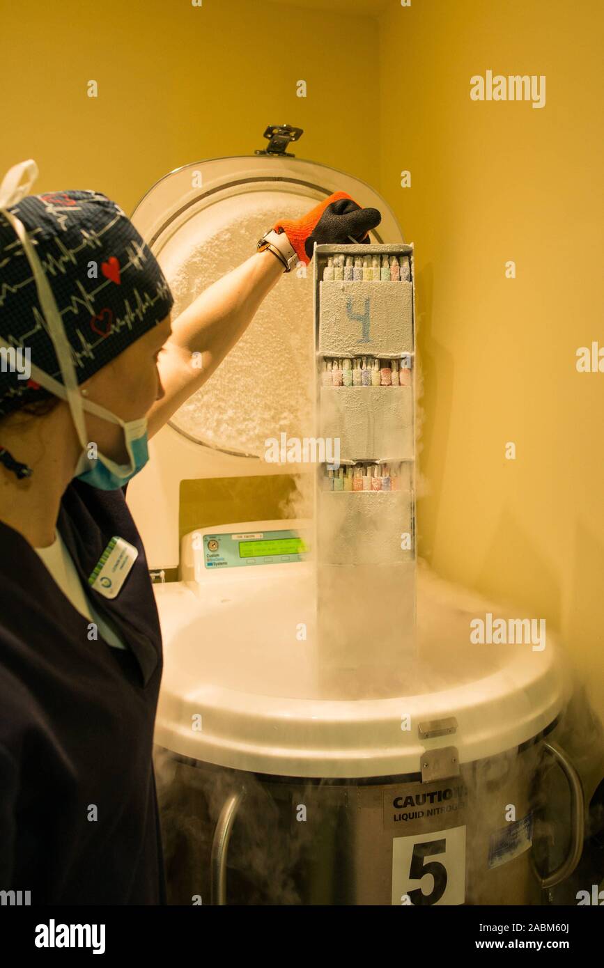 Oocytes hi-res stock photography and images - Alamy