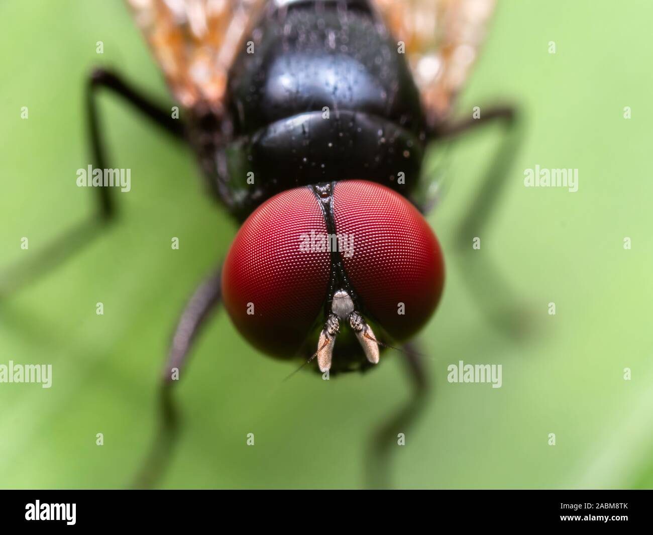 Macro Photography of Black Blowfly on Green Leaf Stock Photo - Alamy