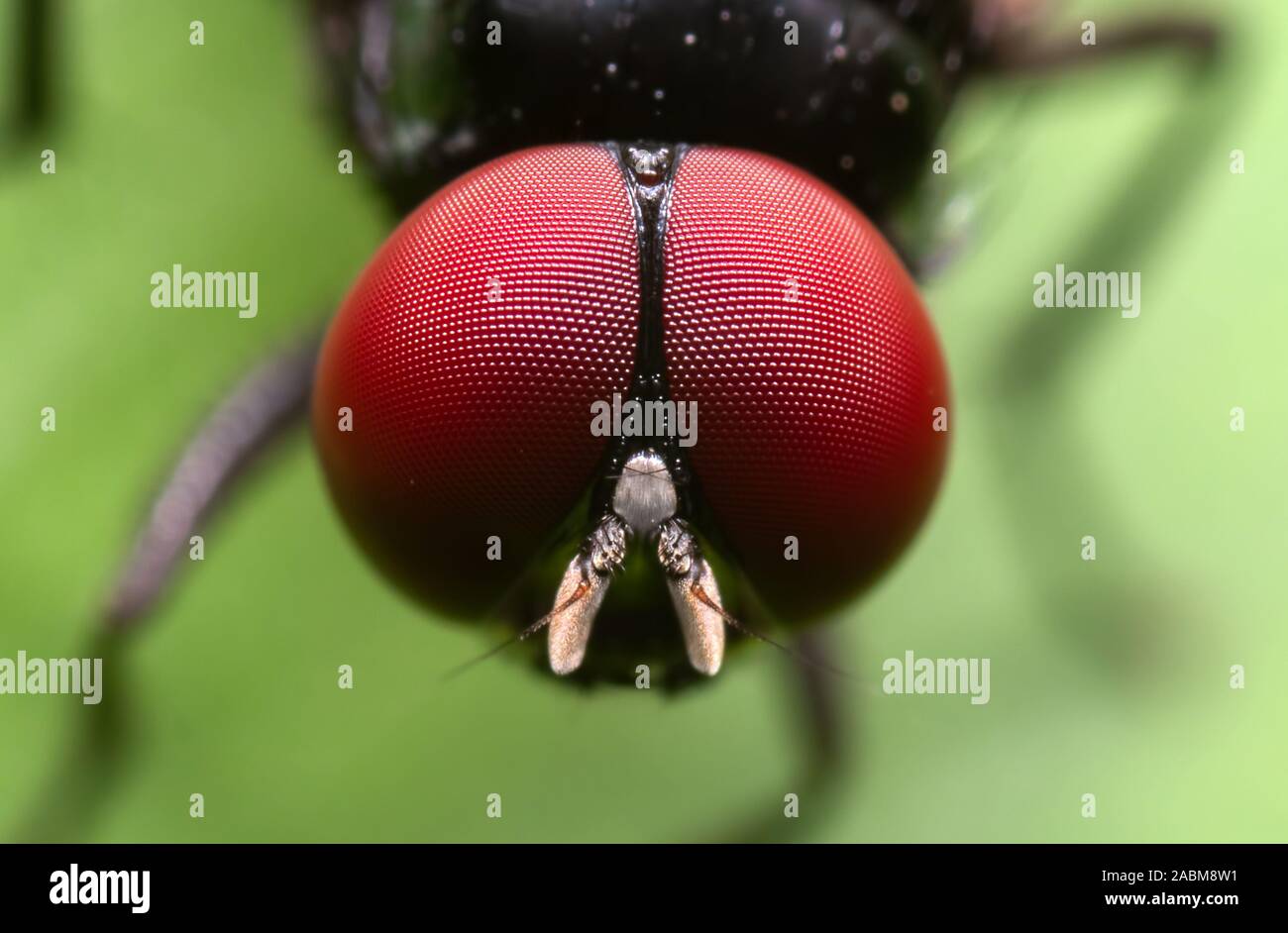 Macro Photography of Head of Black Blowfly on Green Leaf Stock Photo ...