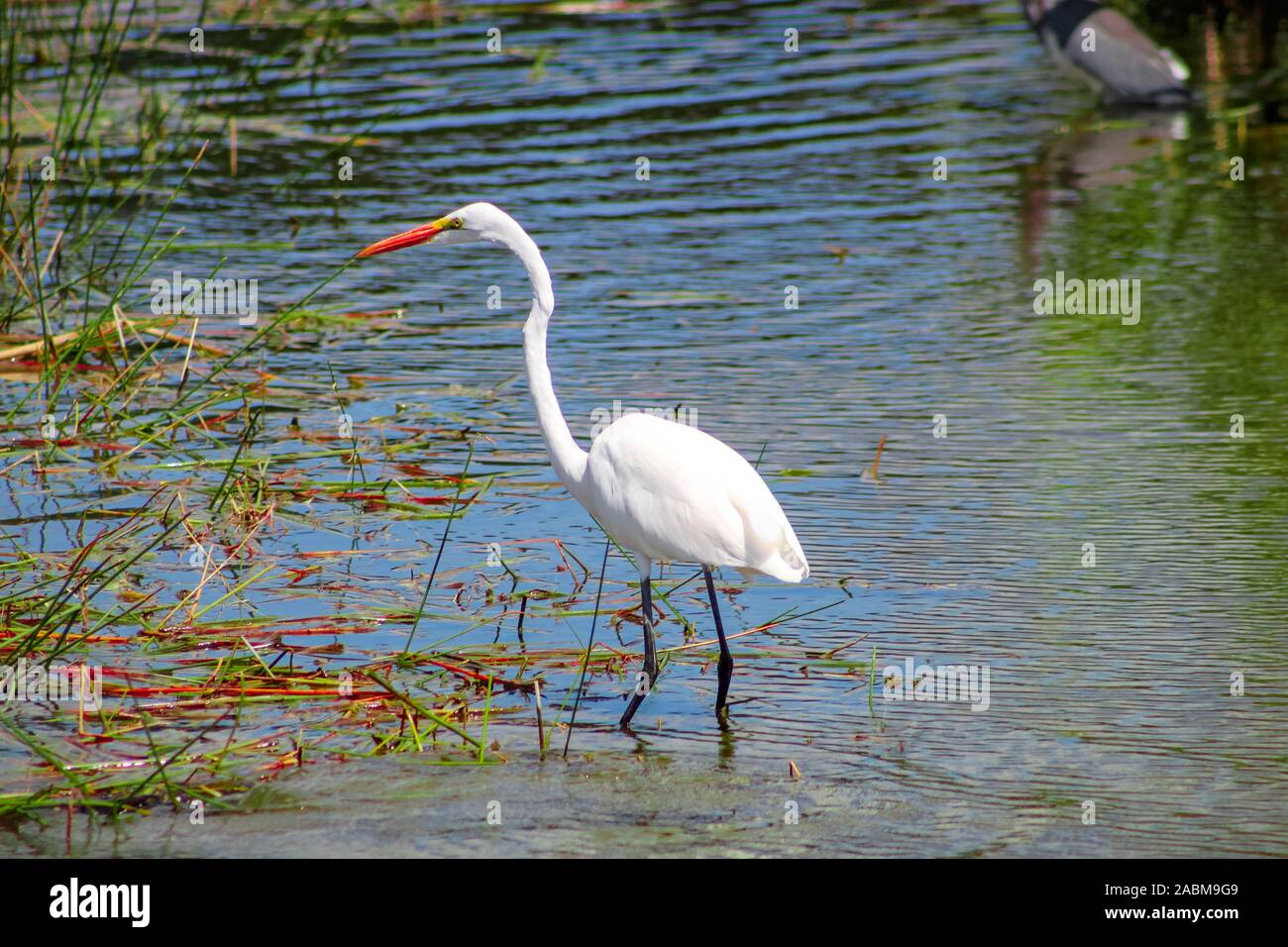 Endangered florida wading bird hi-res stock photography and images - Alamy