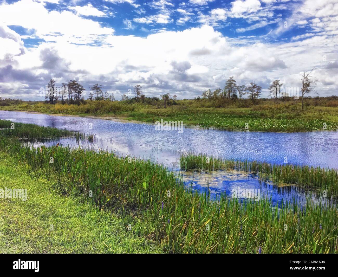 clear winter day in the marsh of Mississippi Stock Photo - Alamy