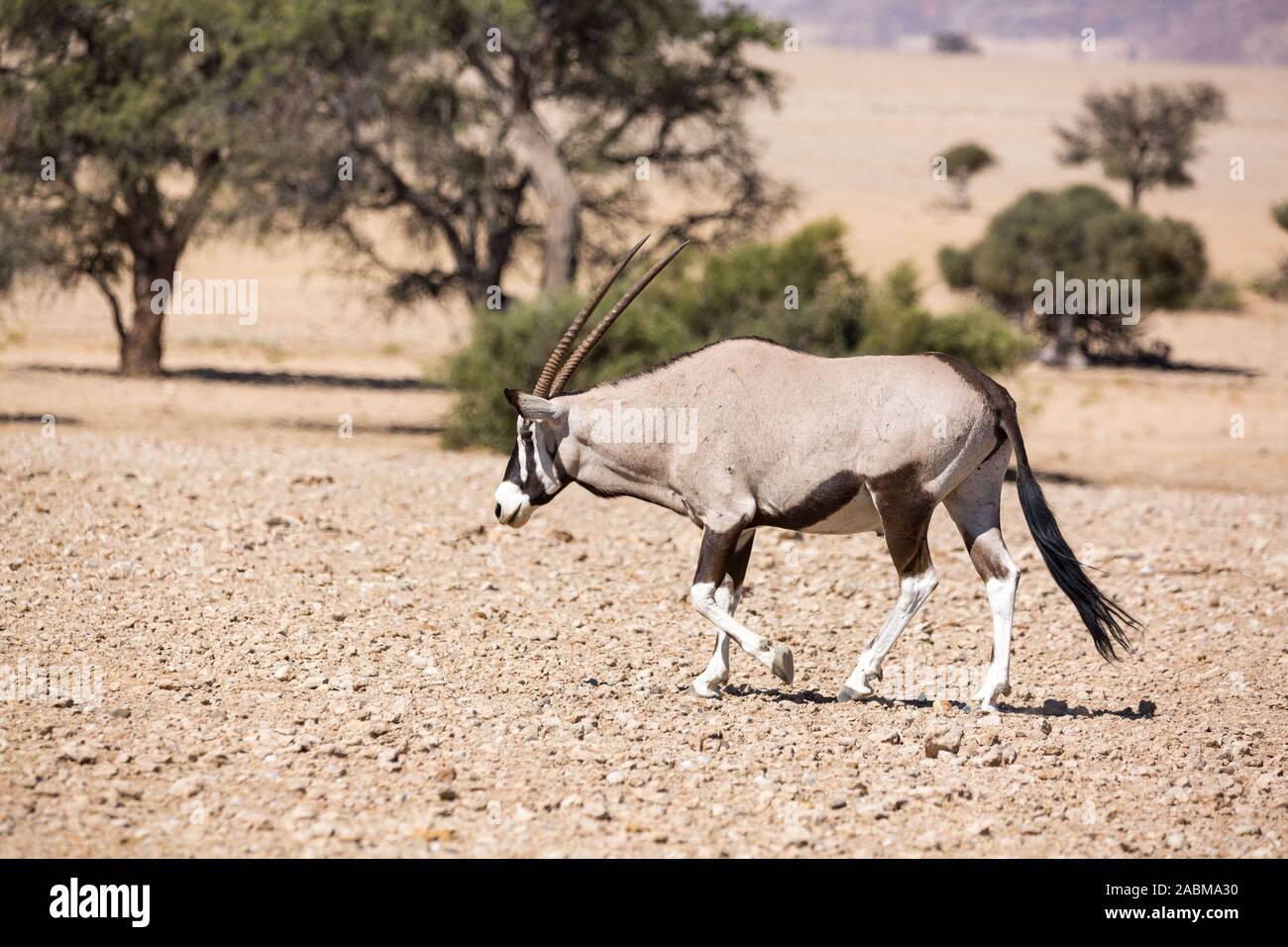 Oryx side view hi-res stock photography and images - Alamy