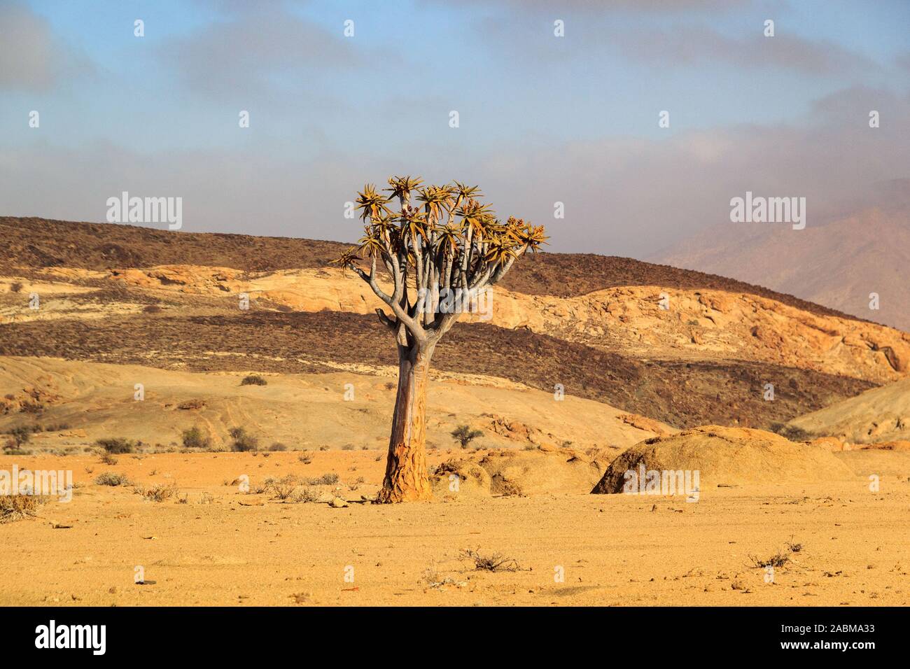 Beautiful quiver tree hi-res stock photography and images - Alamy