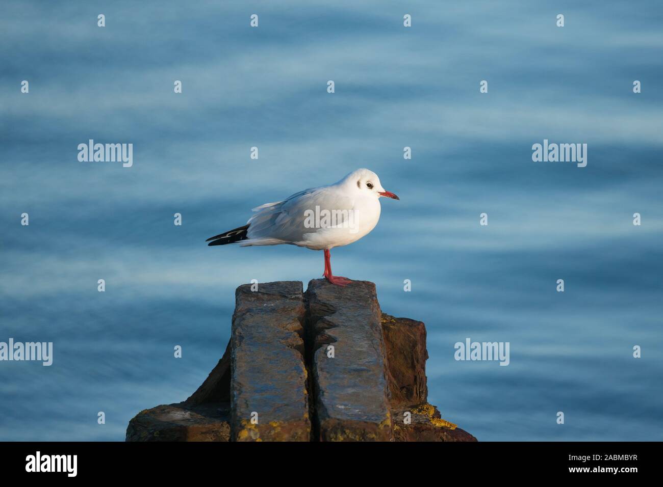 Seagull science study hi-res stock photography and images - Alamy