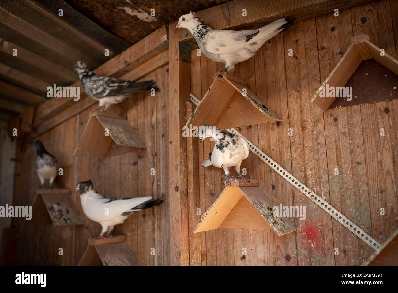 Visiting the Munich Poultry Breeding Association: Pigeons sit in a ...