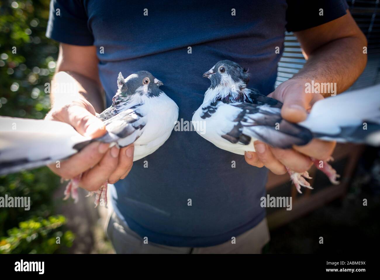 Serbian birds hi-res stock photography and images - Alamy