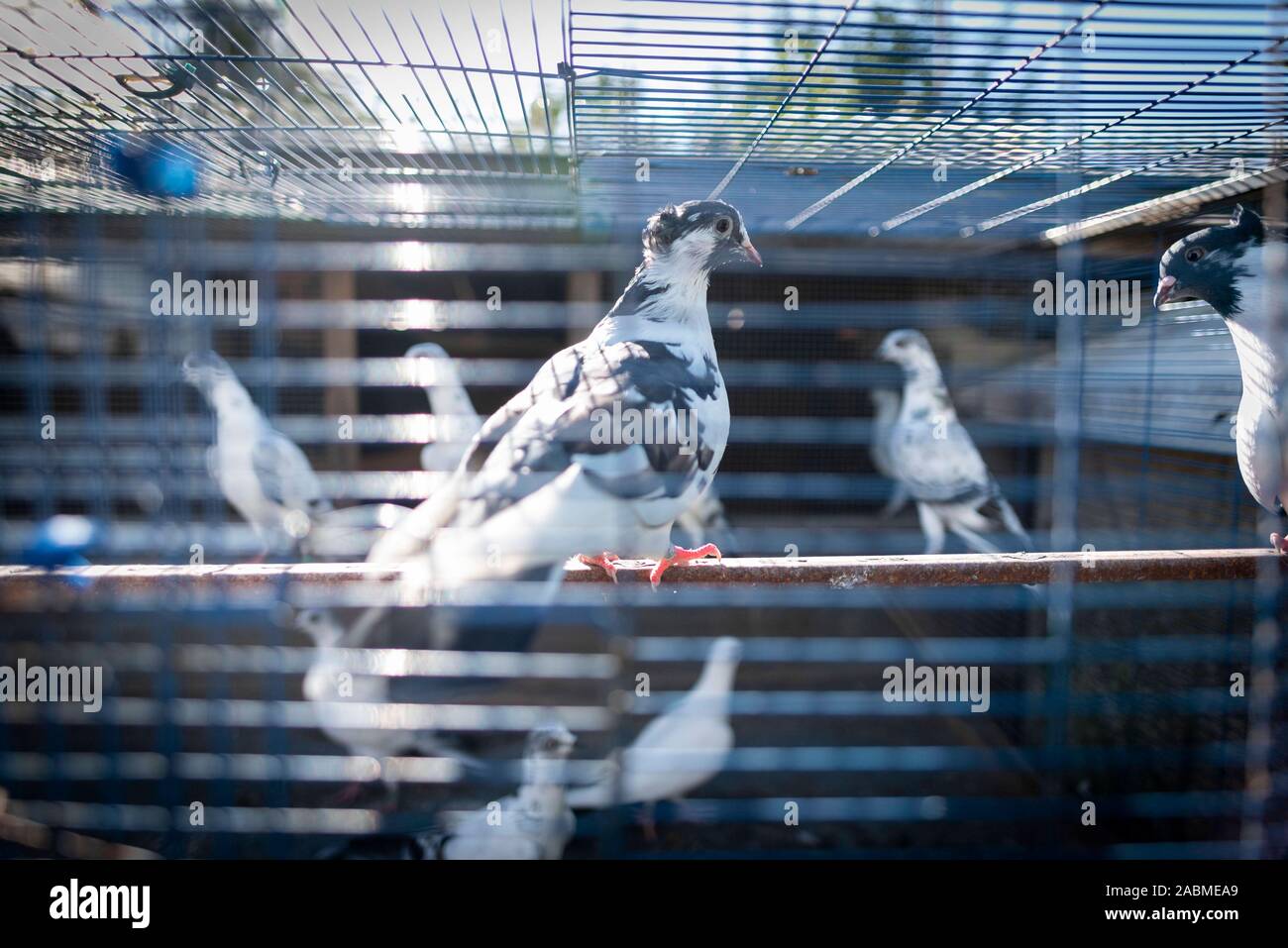 Visiting the Munich Poultry Breeding Association: Pigeons sit in a ...