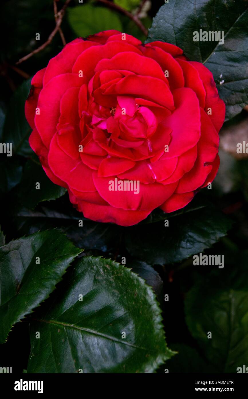 Close up of english red rose in full bloom hi-res stock photography and ...