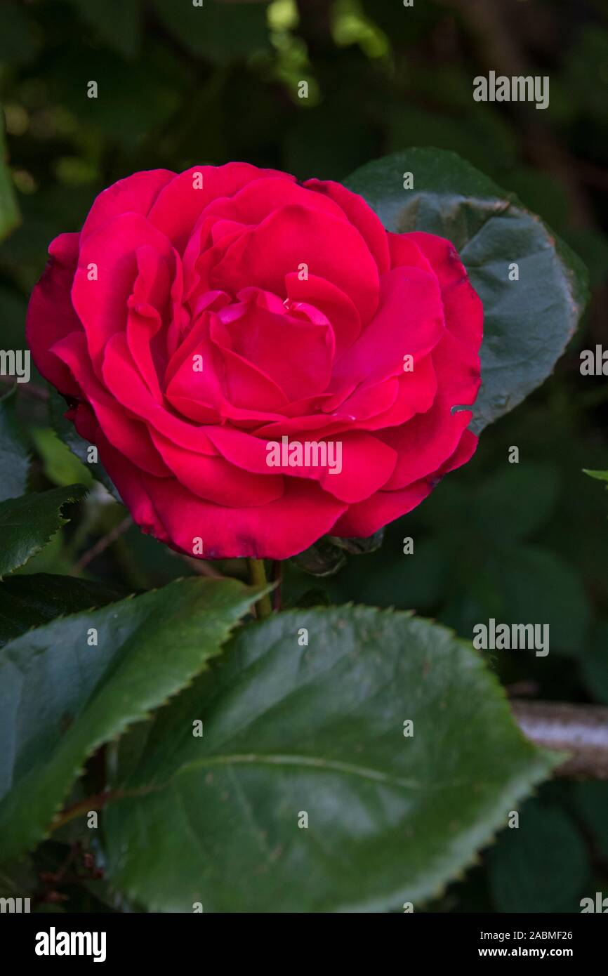 Full bloom red rose hi-res stock photography and images - Alamy