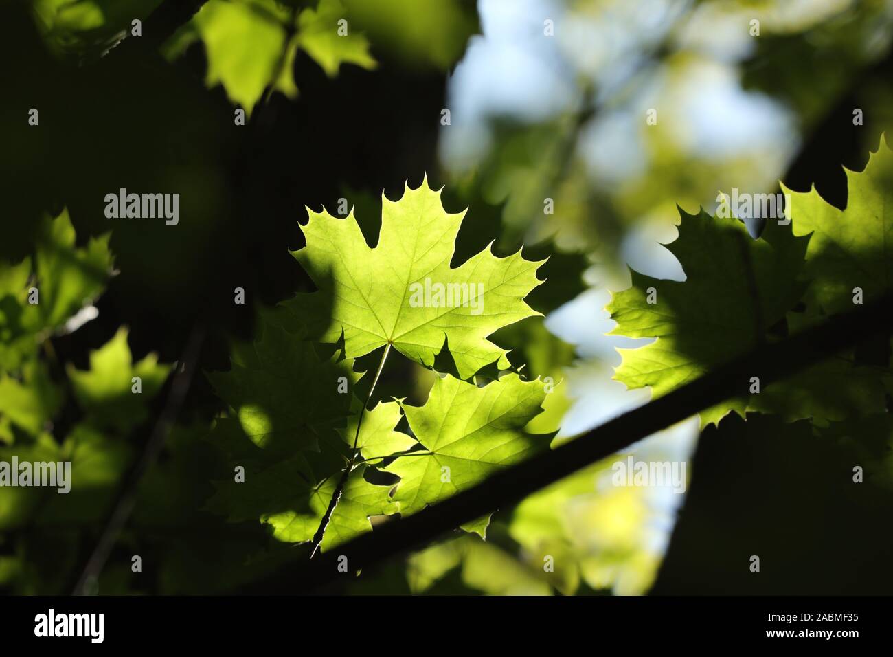 Spring maple leaf on a twig in the forest Stock Photo - Alamy