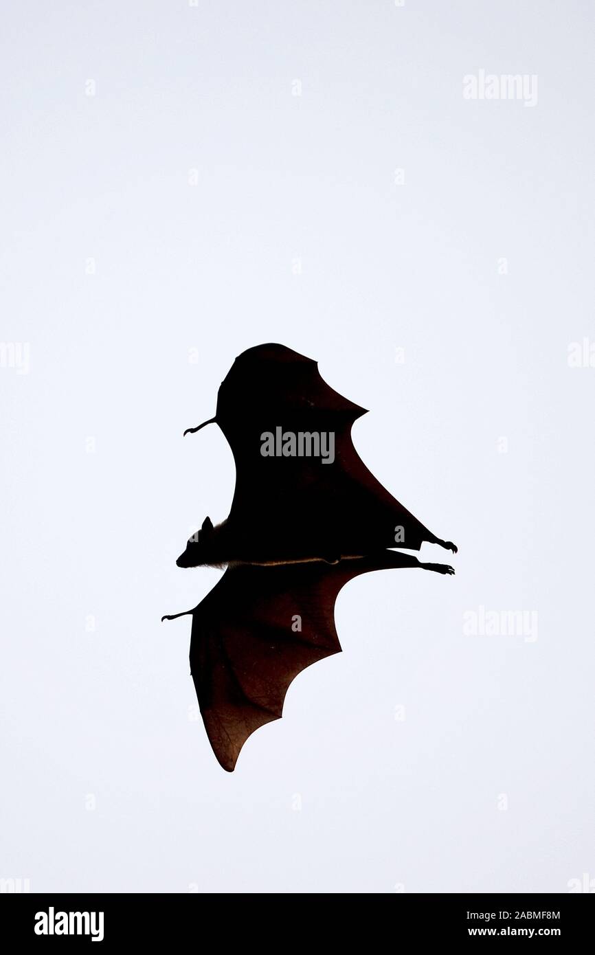 Indian Flying Fox (Pteropus giganteus Stock Photo - Alamy