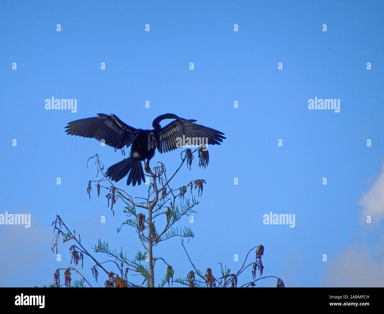 Bird drying wings hi-res stock photography and images - Alamy