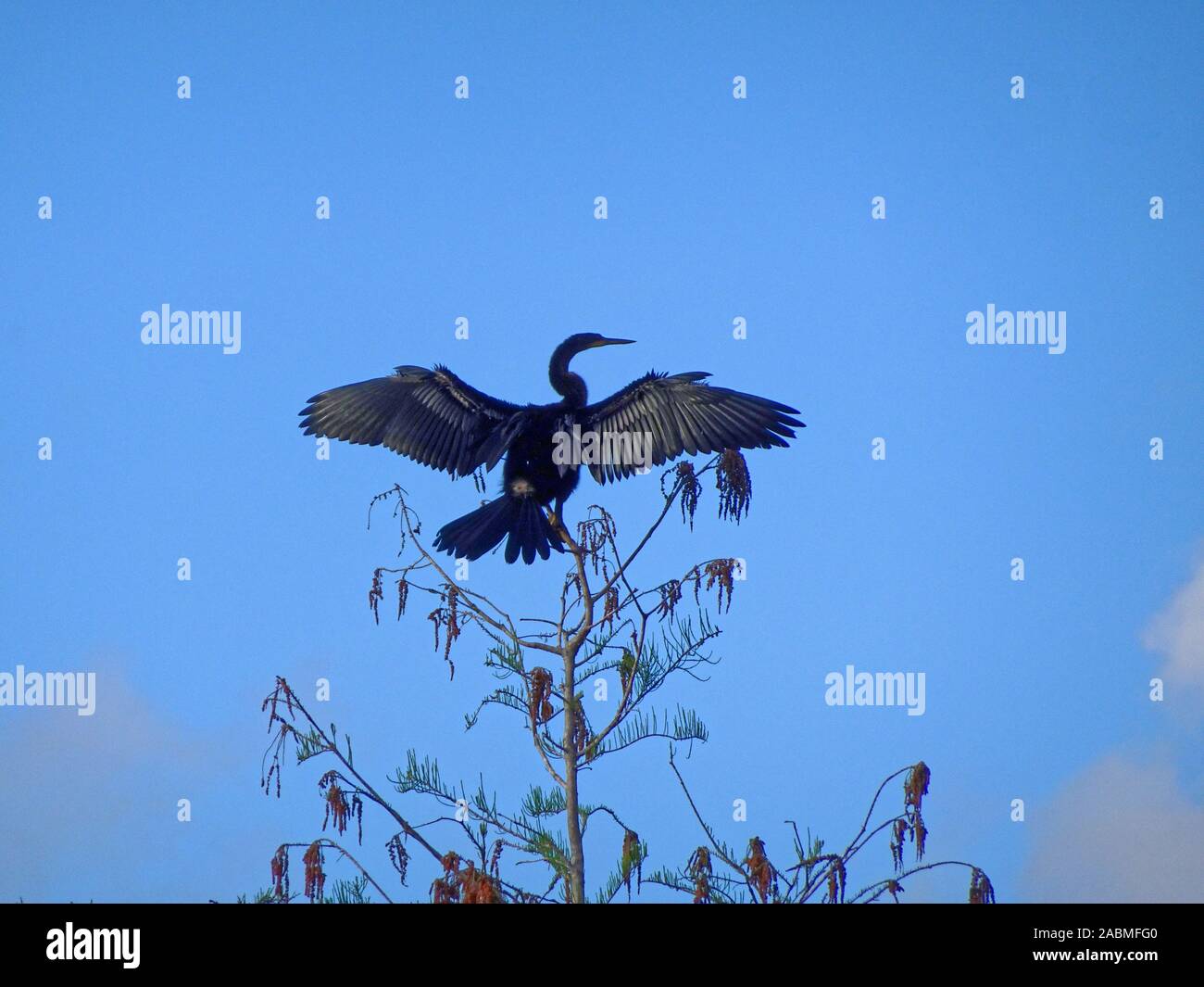 large black bird drying wings on the shore Stock Photo - Alamy