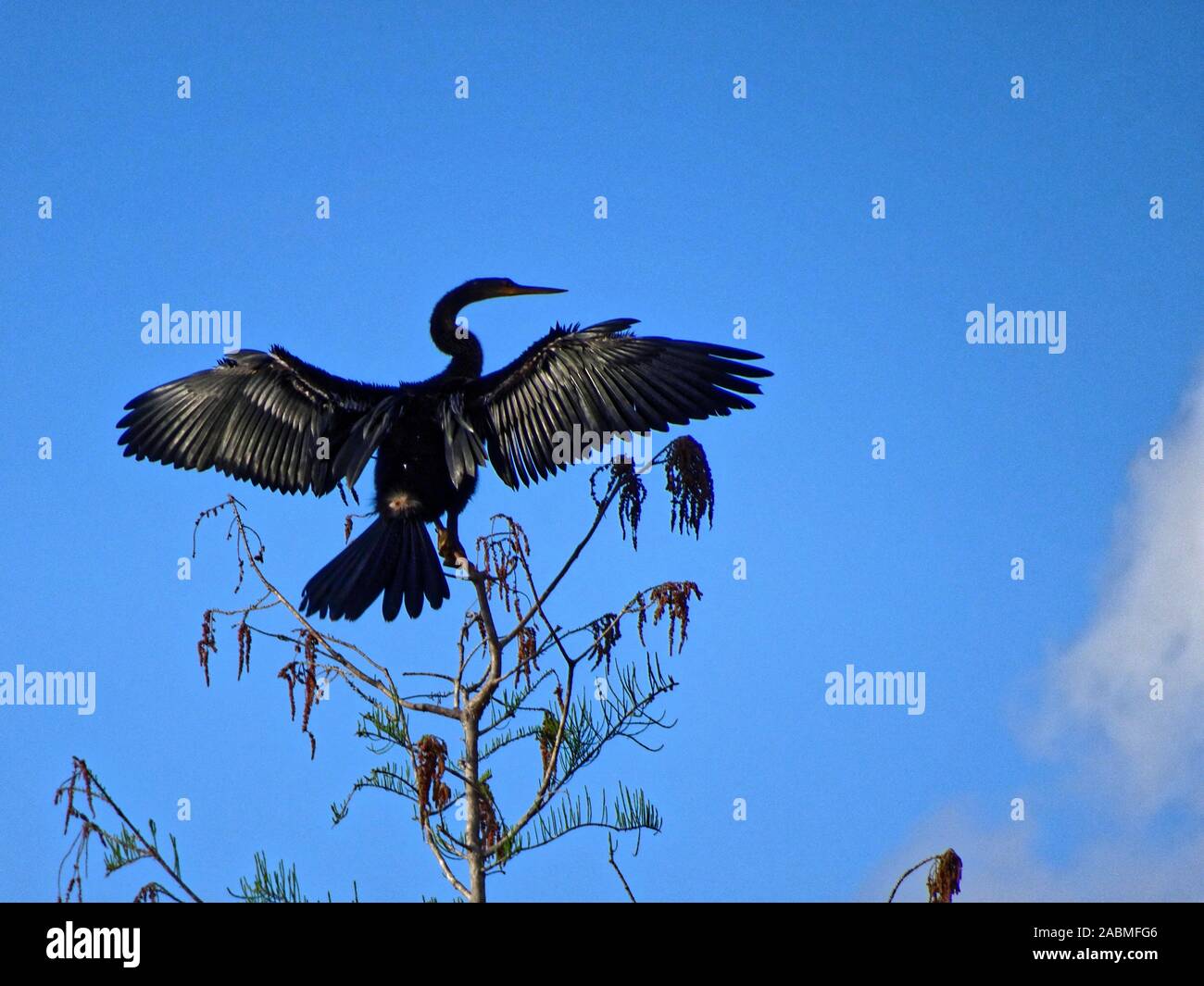 Bird drying wings hi-res stock photography and images - Alamy