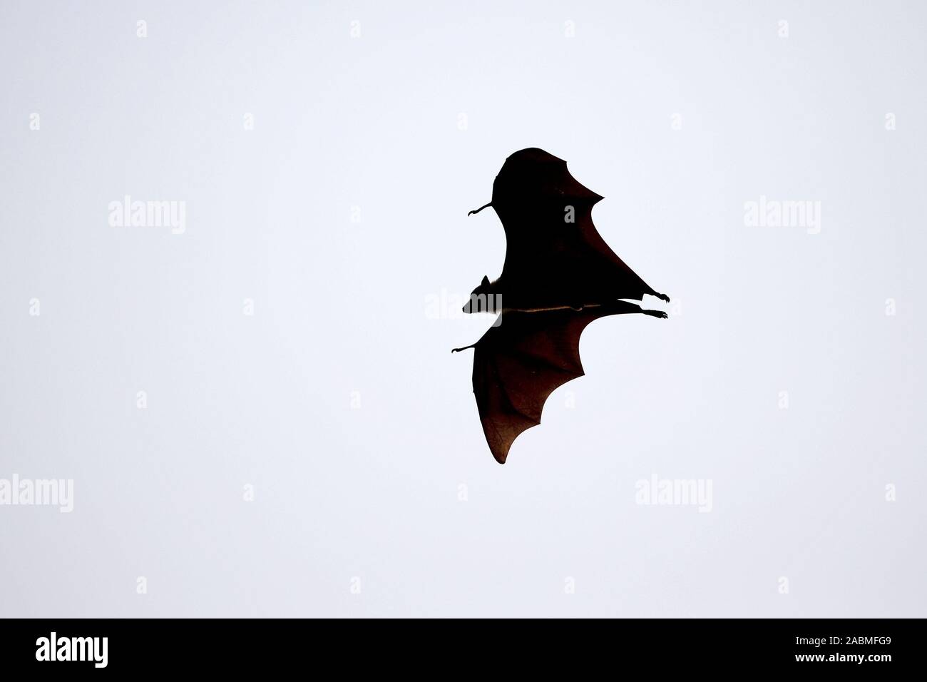 Flying foxes in asia hi-res stock photography and images - Alamy