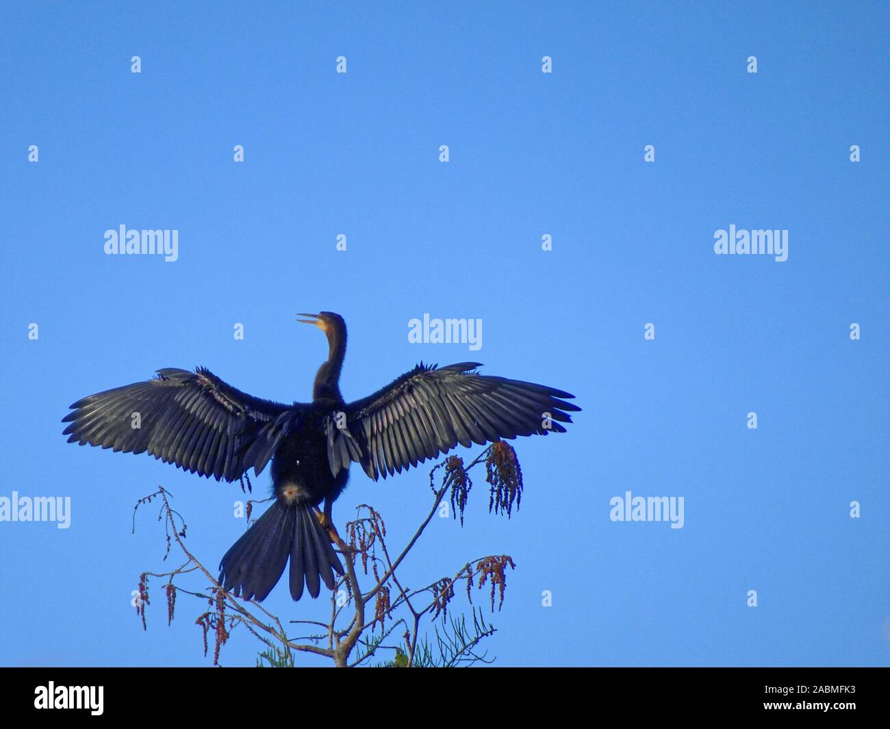 Bird drying wings hi-res stock photography and images - Alamy
