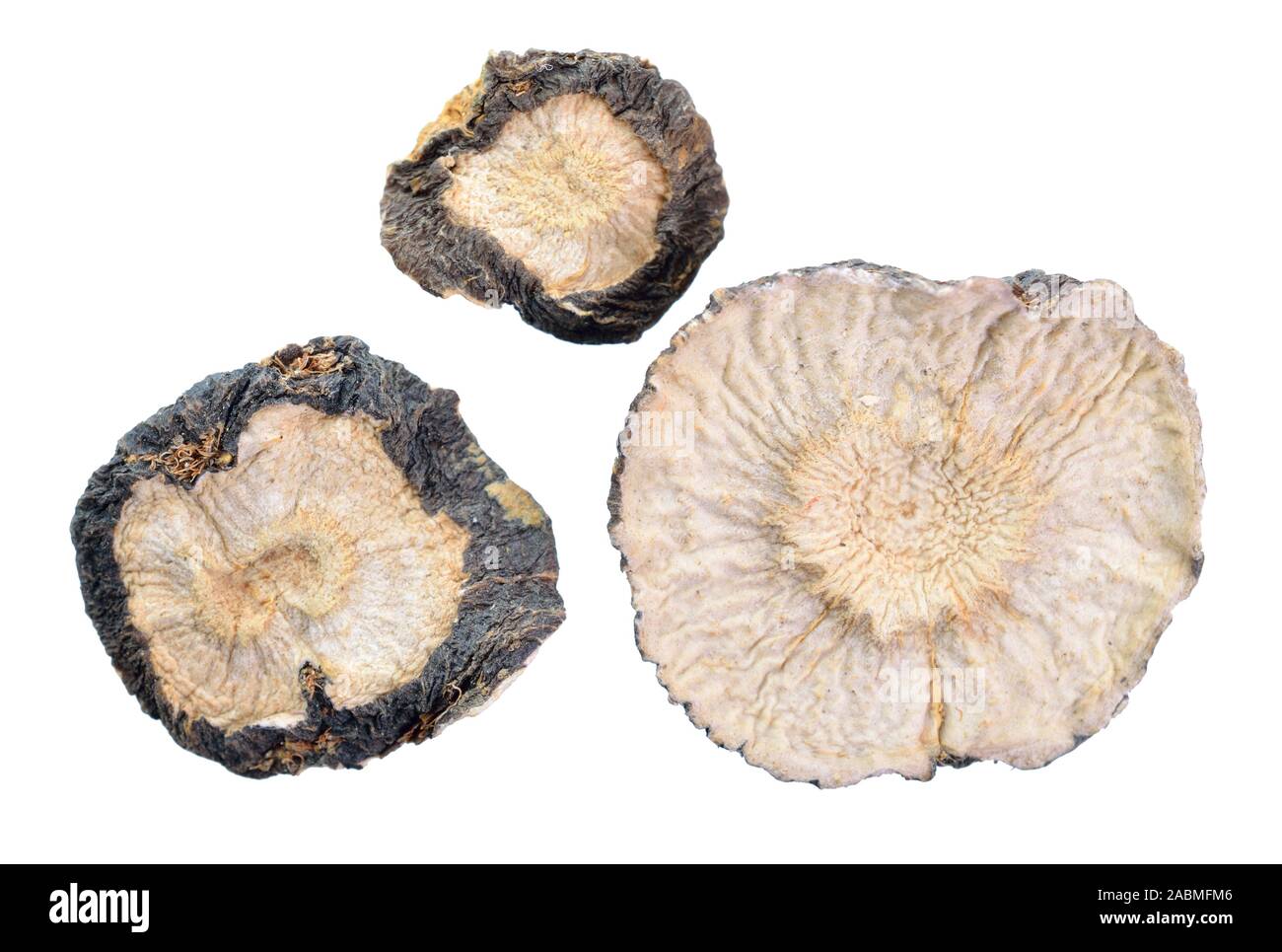 Dried sliced Lepidium meyenii, known as maca or Peruvian ginseng ...