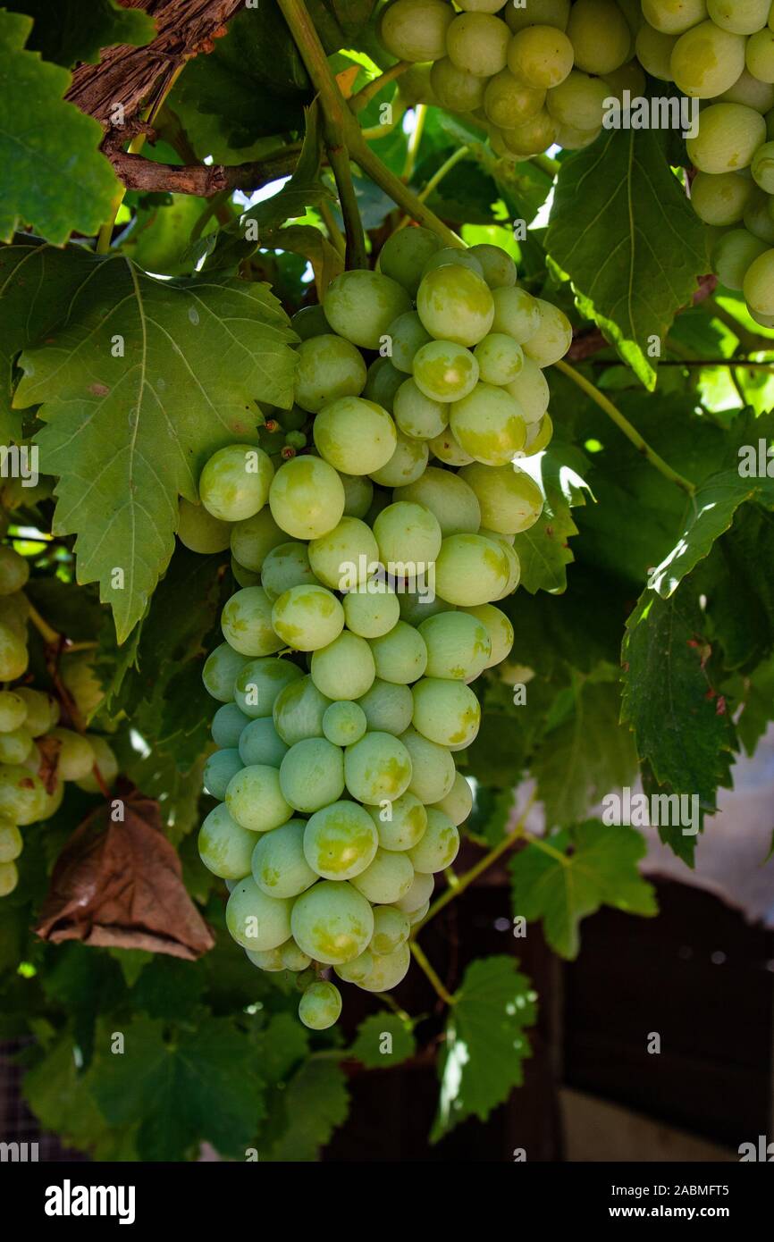 Vineyard cluster of grapes Stock Photo - Alamy