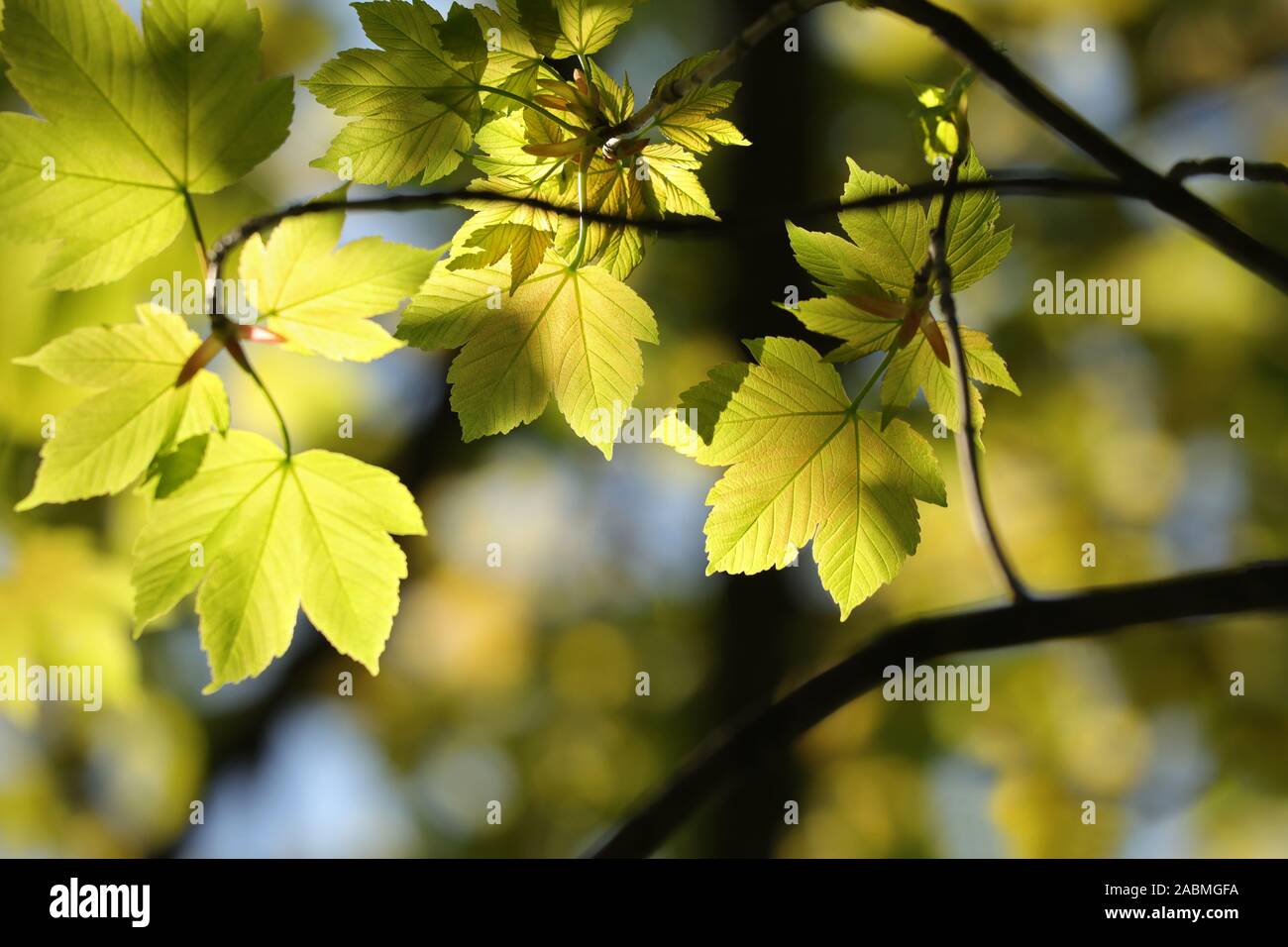 Sycamore Maple Leaves High Resolution Stock Photography and Images - Alamy