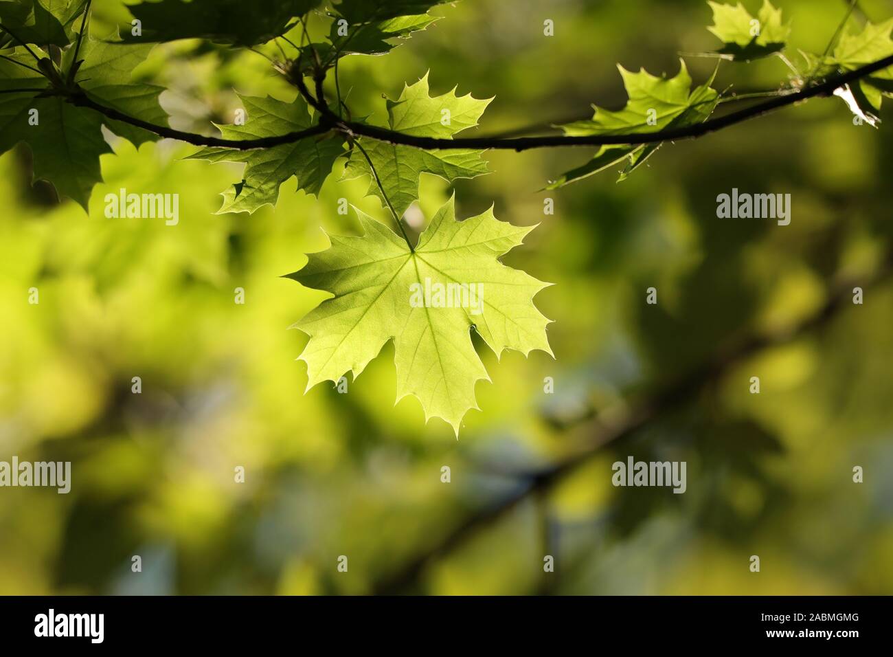 Maple branch new green hi-res stock photography and images - Alamy