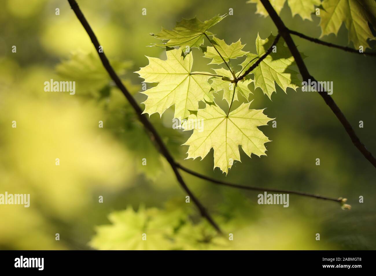 Spring maple leaves in the forest Stock Photo - Alamy