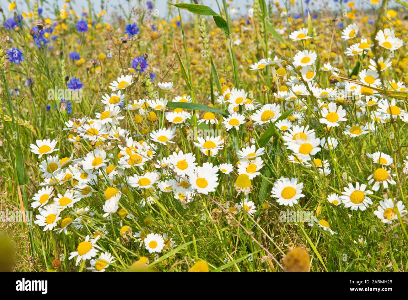 Scottish wildflowers hi-res stock photography and images - Alamy