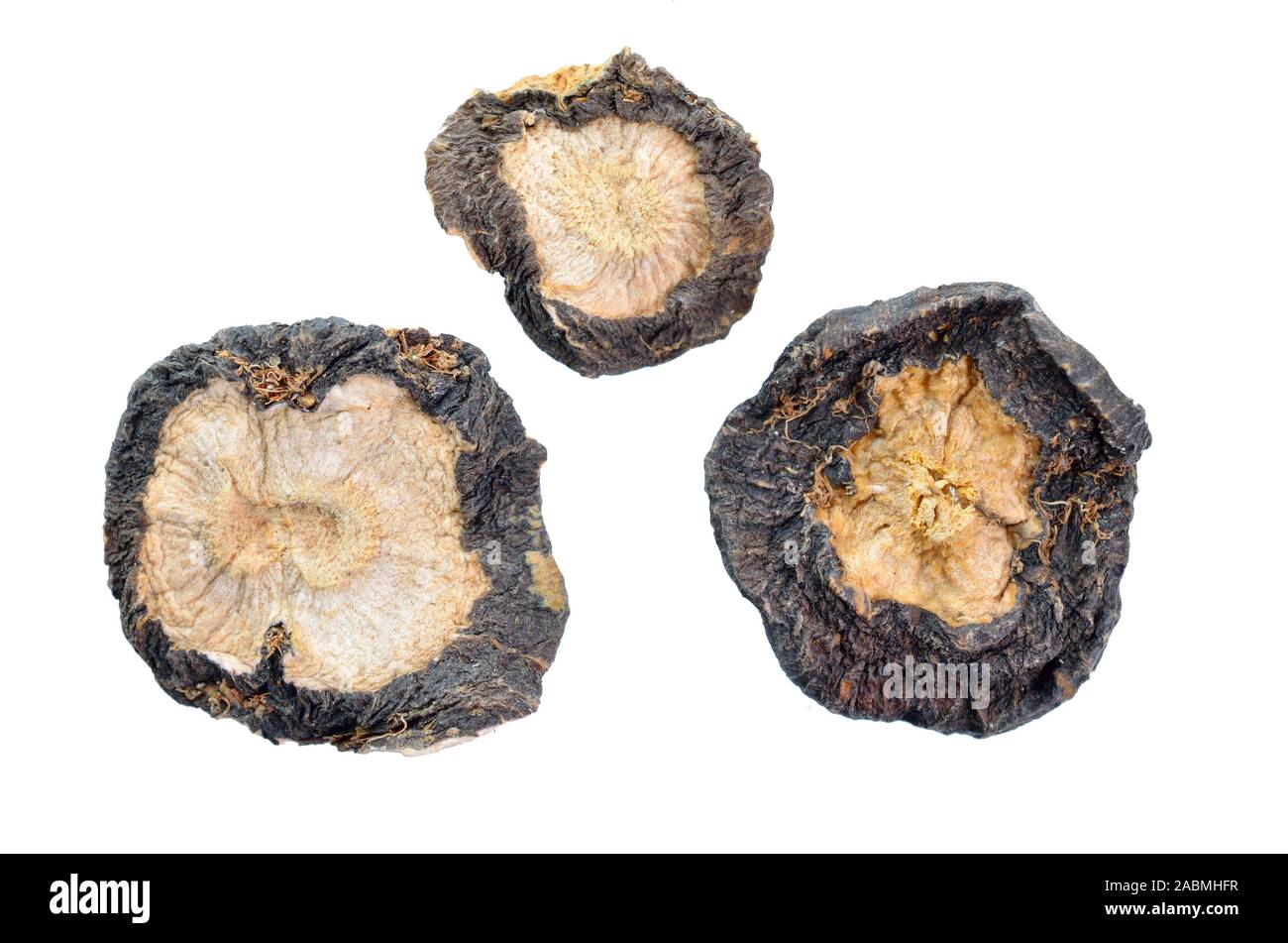 Dried sliced Lepidium meyenii, known as maca or Peruvian ginseng ...