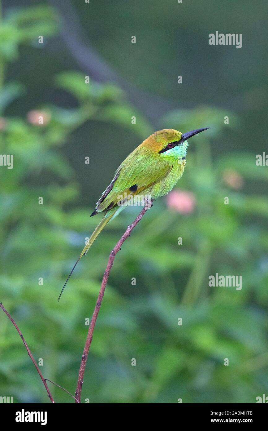 Indian green bee eater hi-res stock photography and images - Alamy