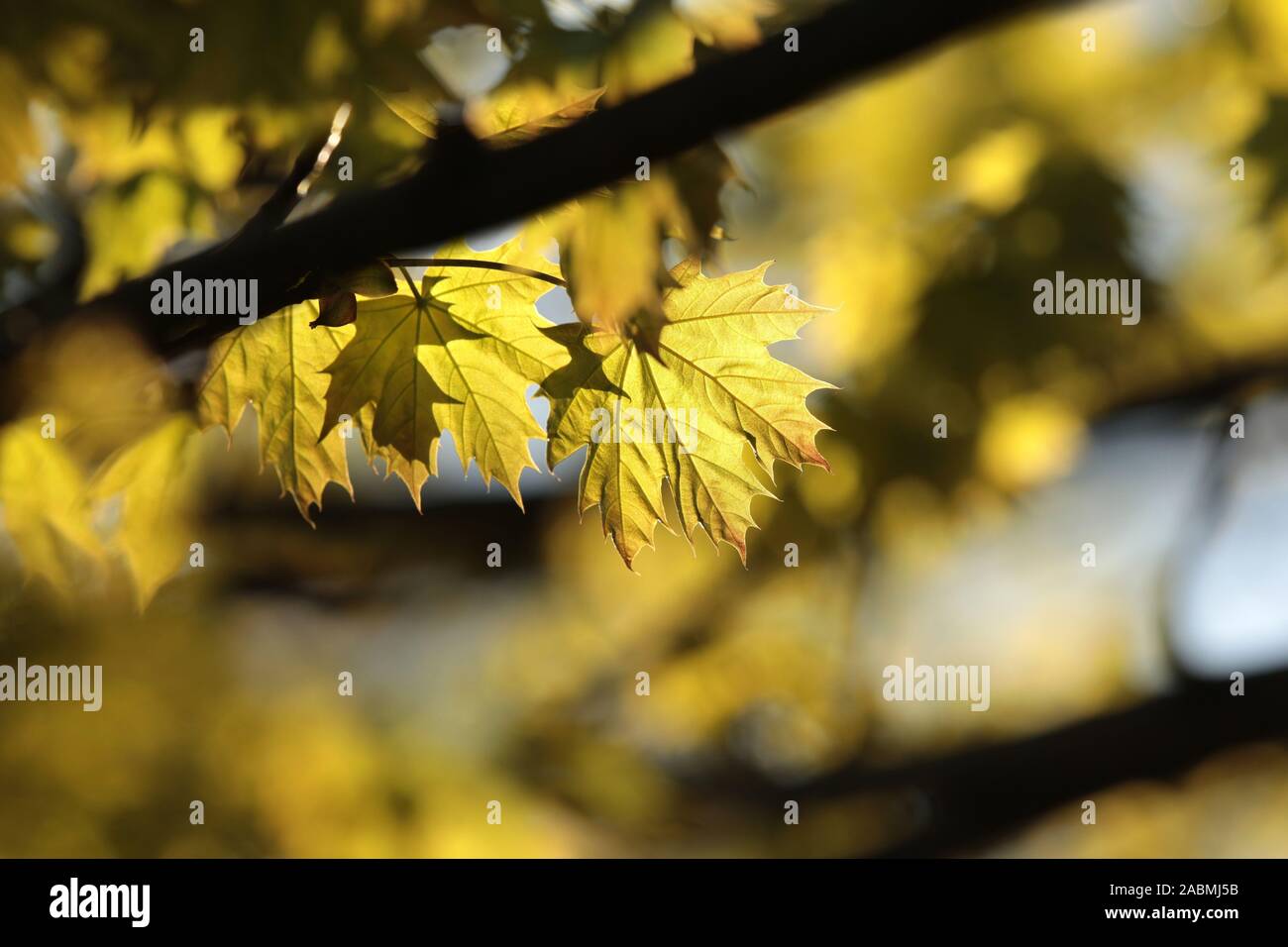 Spring maple leaves hi-res stock photography and images - Alamy