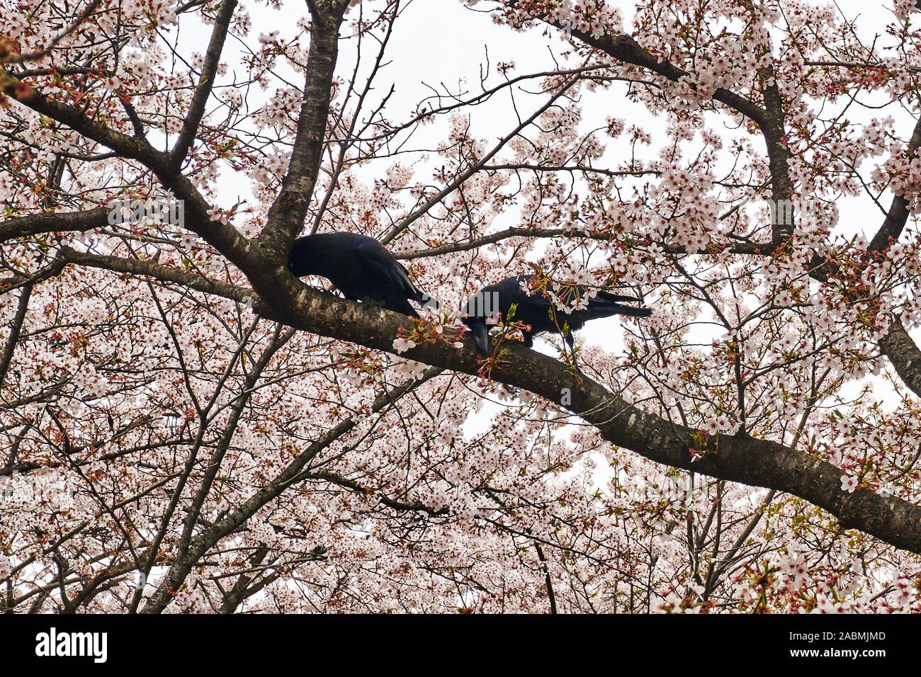 Two crows perch on branches of a sakura (Japanese cherry) tree in Ueno ...