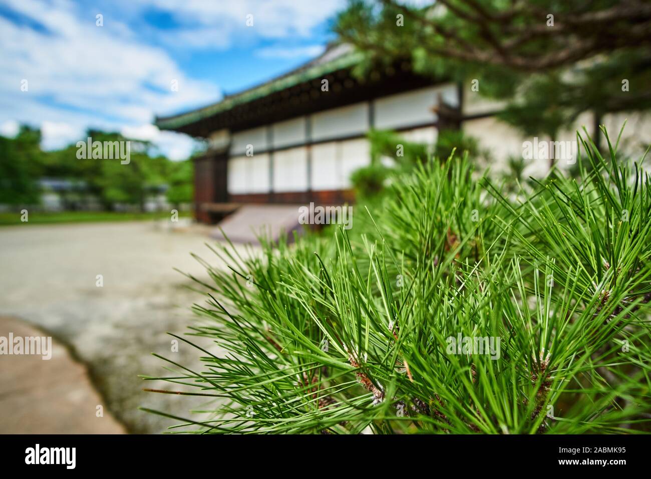Needles on a matsu (Japanese pine) in front of the Ni no Maru building ...